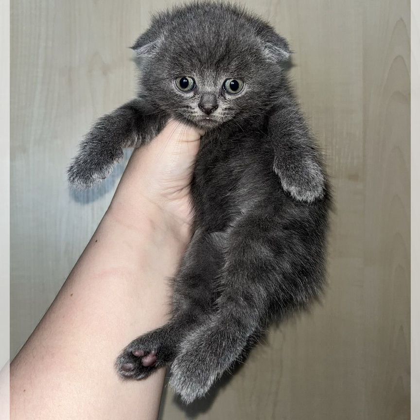 Шотландский вислоухий короткошёрстный котёнок