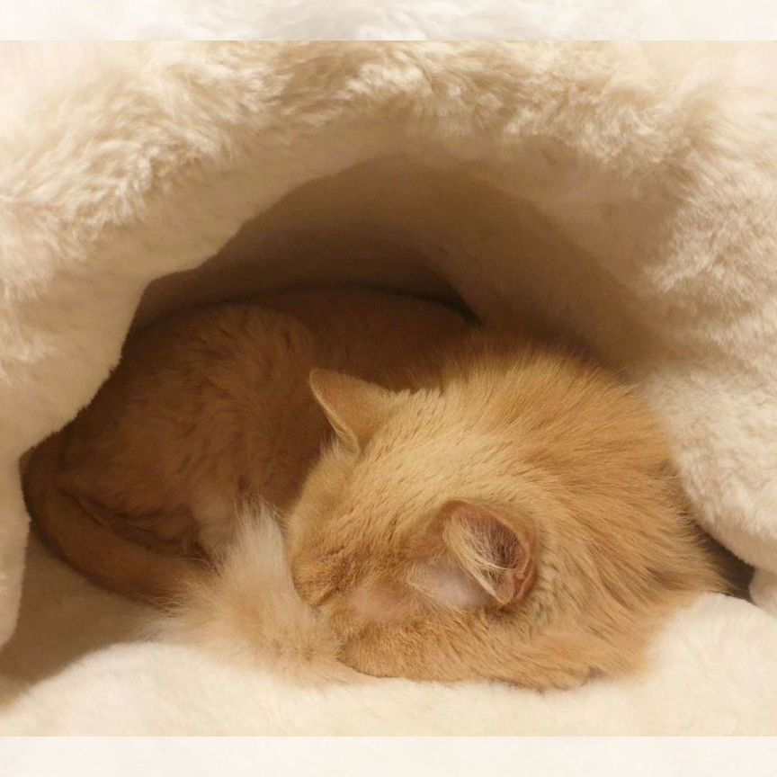 Персидский, взрослый кот