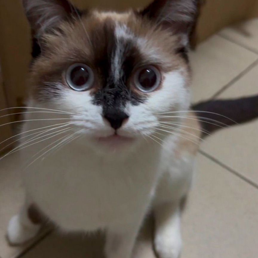 Кошечка ищет любящих хозяев