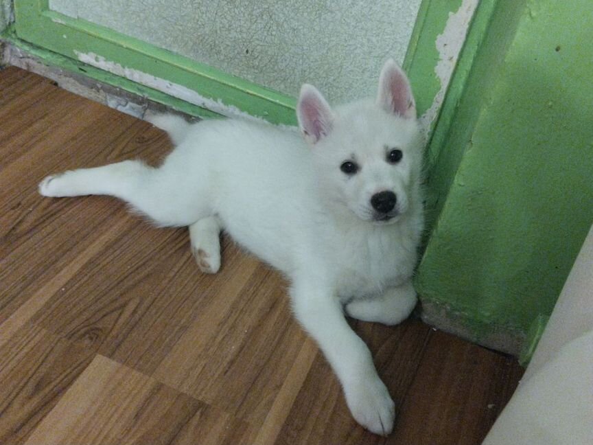 Сибирский хаски