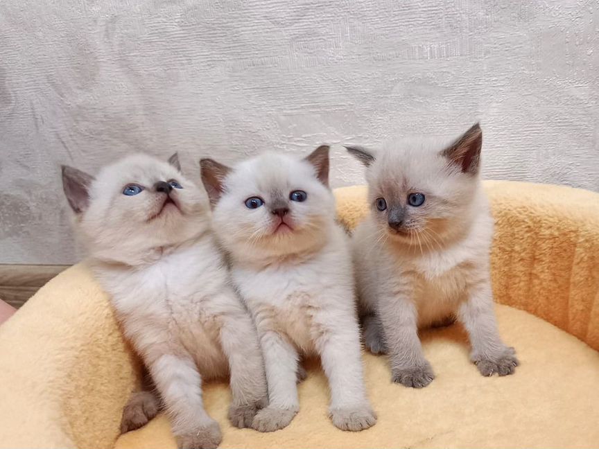 Тайские котята лучший подарок на праздники