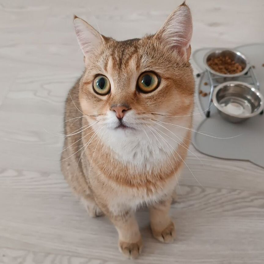 Шотландский прямоухий короткошёрстный кот, взрослый