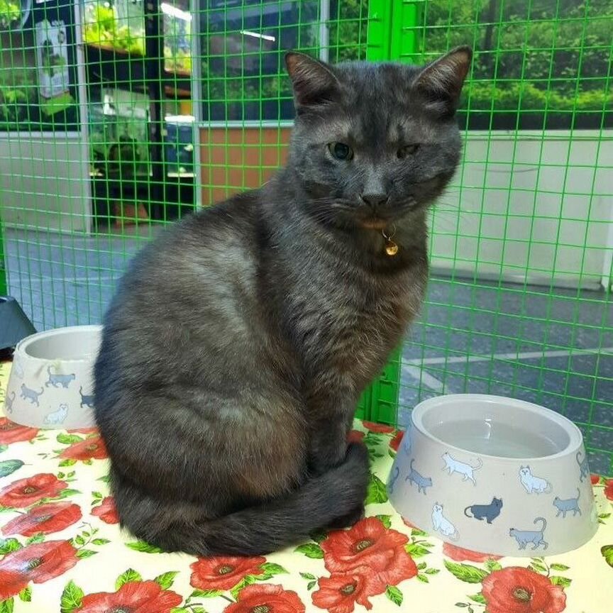 Котик с одним глазиком (кастрирован)