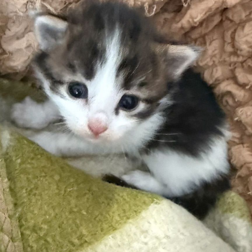 Котята
