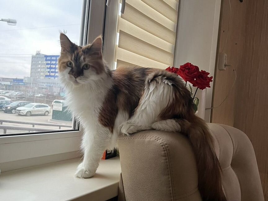 Отдам Кошку мейн-кун