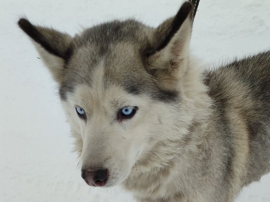 Отдам в добрые руки хаски