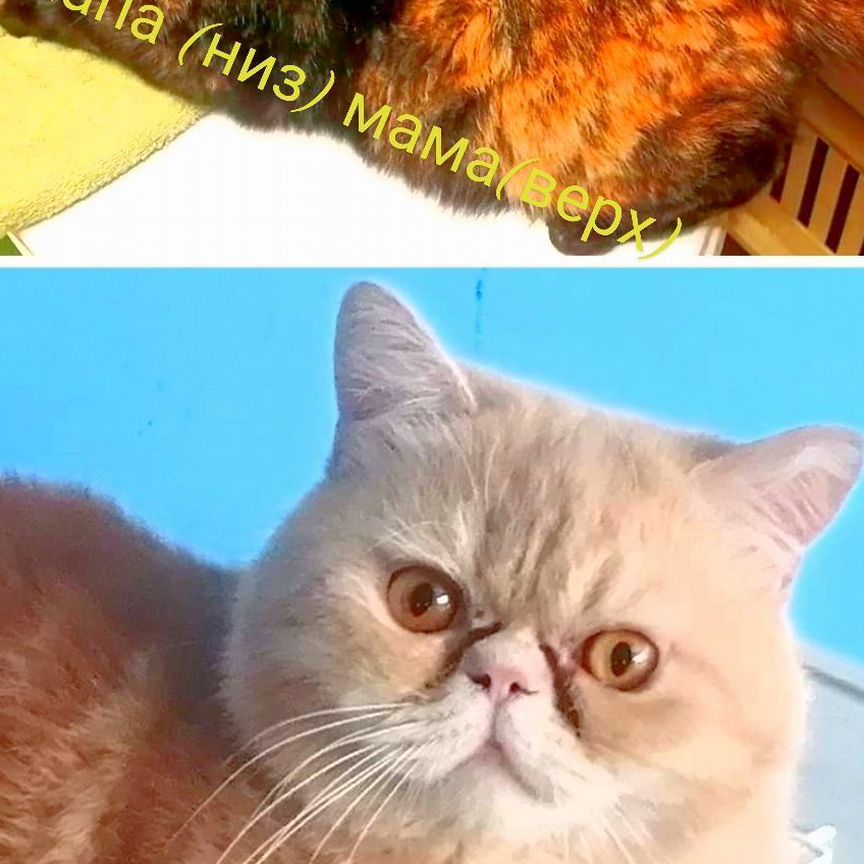Котята плюшевые