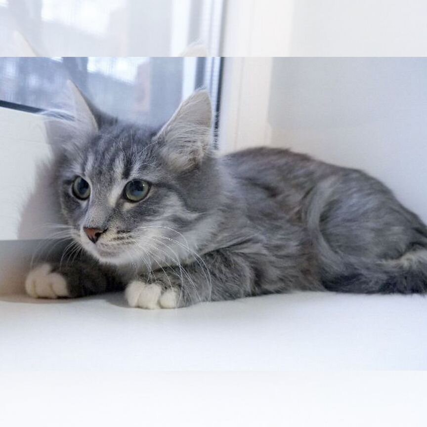 Сибирский котёнок