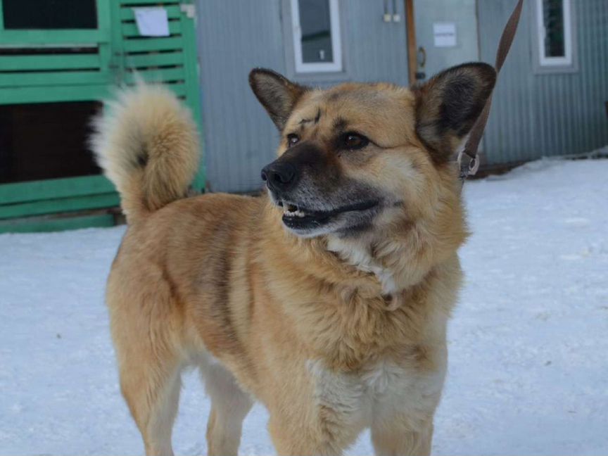 Толик ищет дом