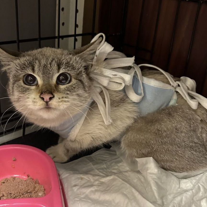 Голубоглазка 7 мес в добрые руки