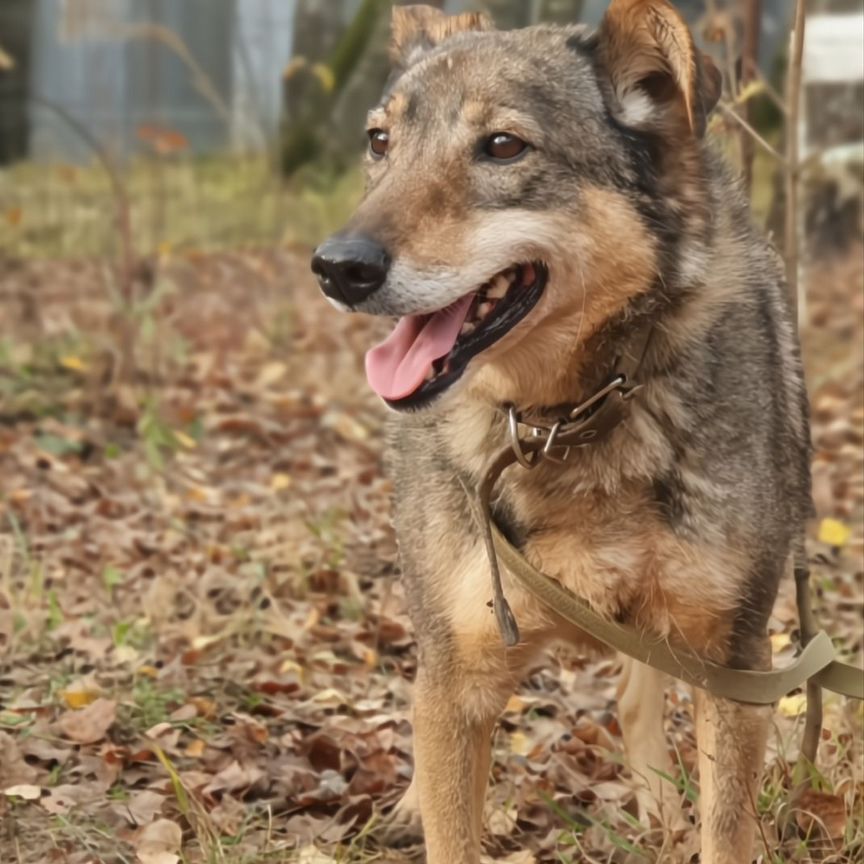 Взрослая собака в добрые руки