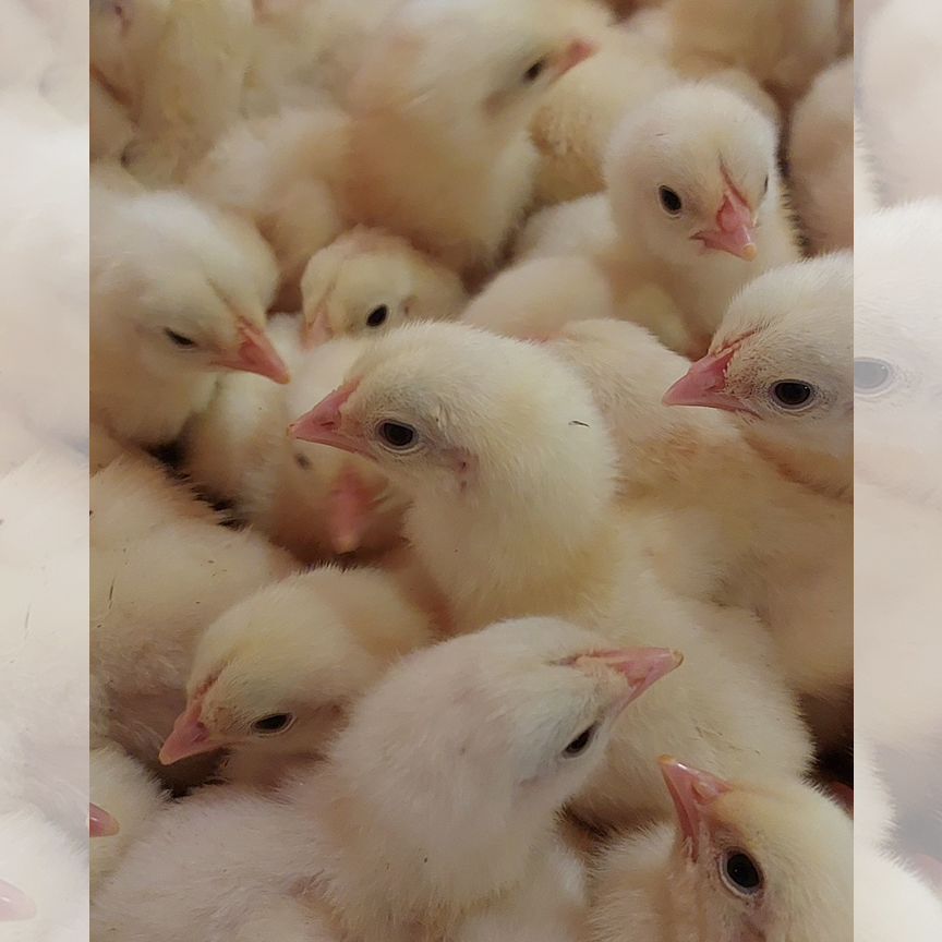 Цыплята бройлеры Кобб700