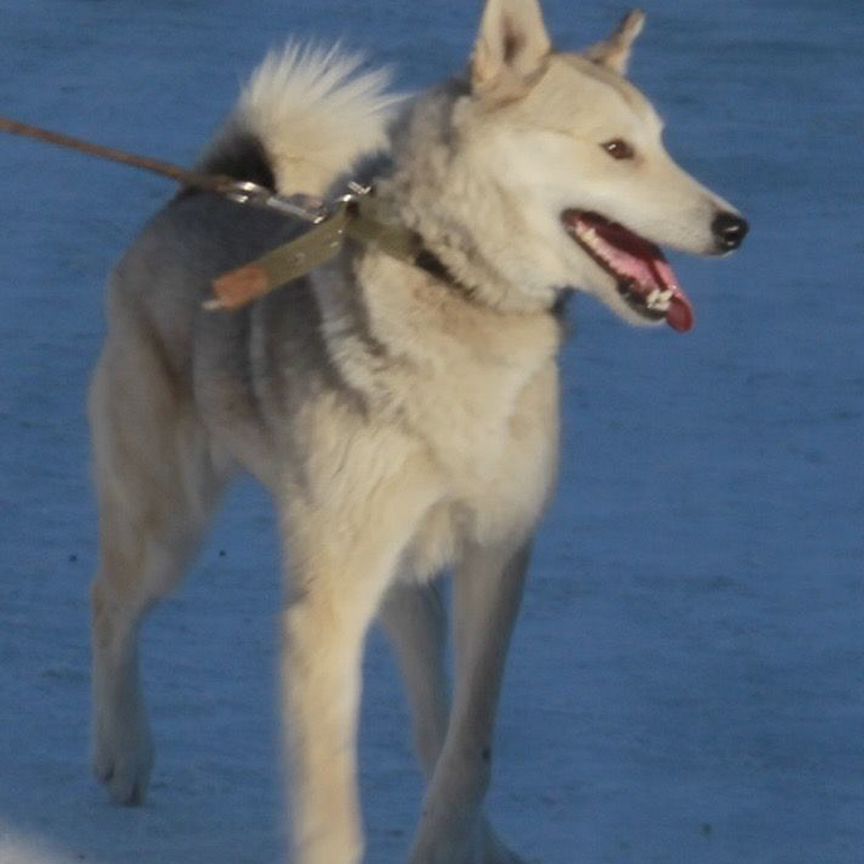 Собака в хорошие руки