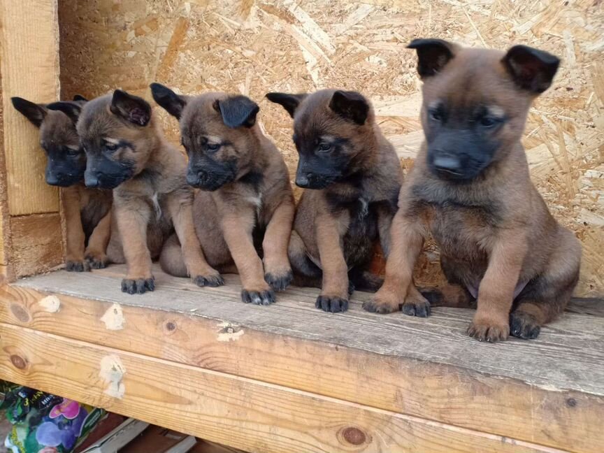 Бельгийская овчарка