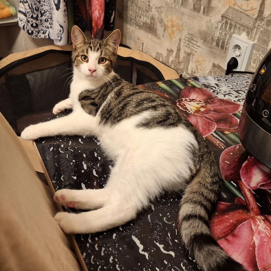 Котику некуда идти