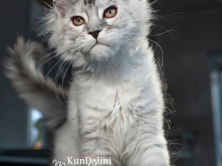 Мейн-кун девочка серебро