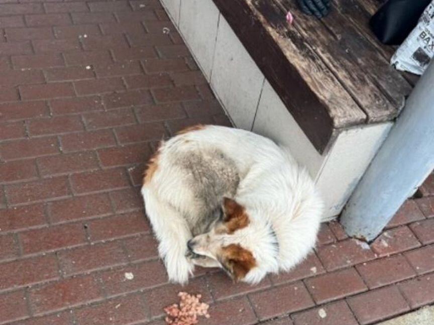 Собака потеряшка