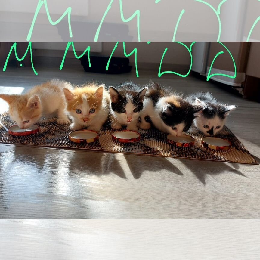 Пристрою котят