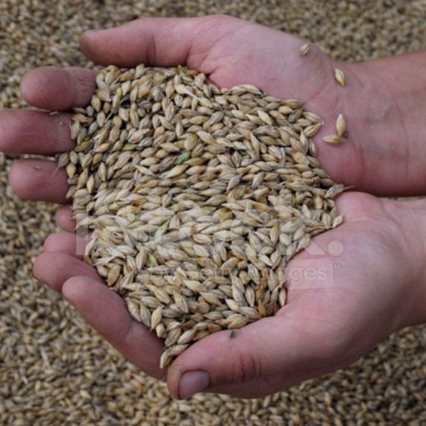 Продам ячмень