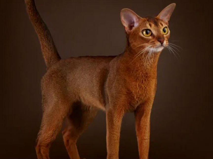 Абиссинский кот