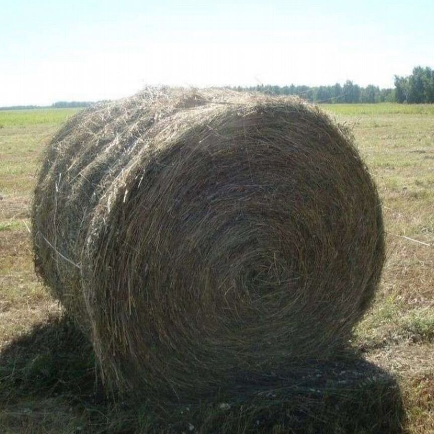 Сено в рулонах