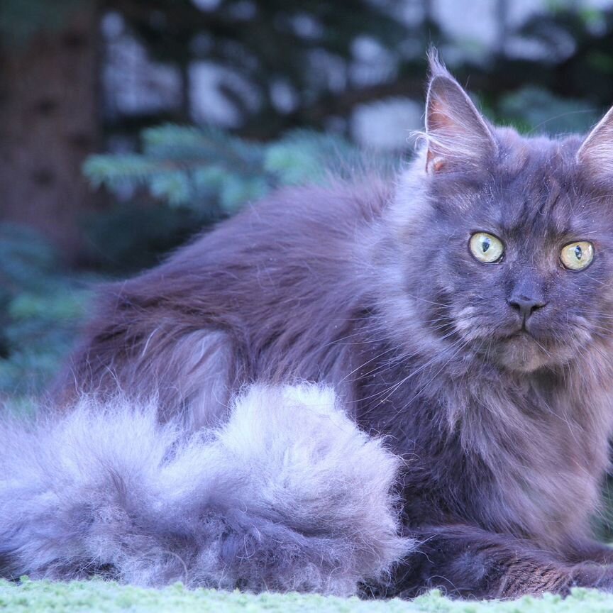 Кошечка дымного окраса мейн кун