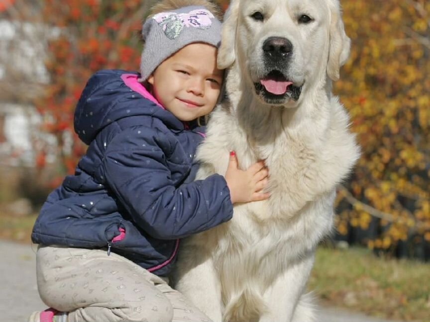 Щенки золотистого ретривера