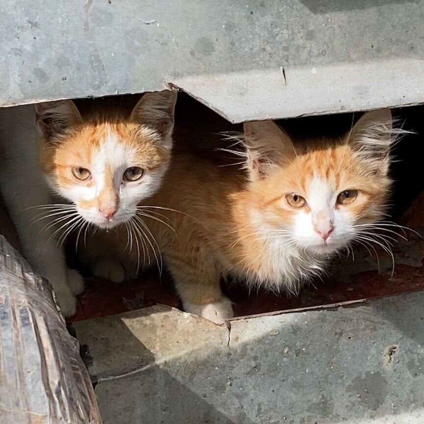 Рыжие котята 5 мес в дар