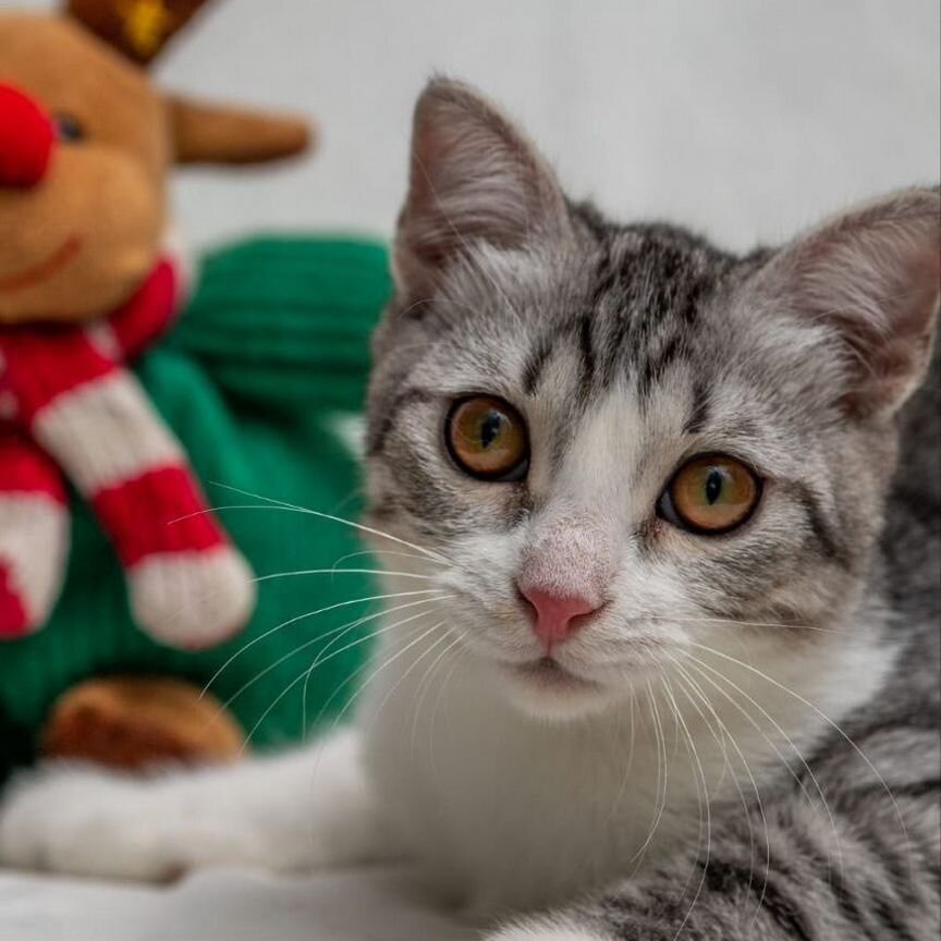 Кошечка Баффи в добрые руки