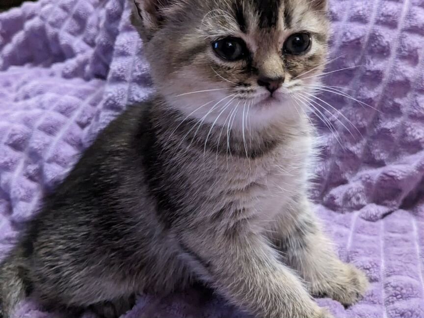Котята шиншиллы тикированные шотландские