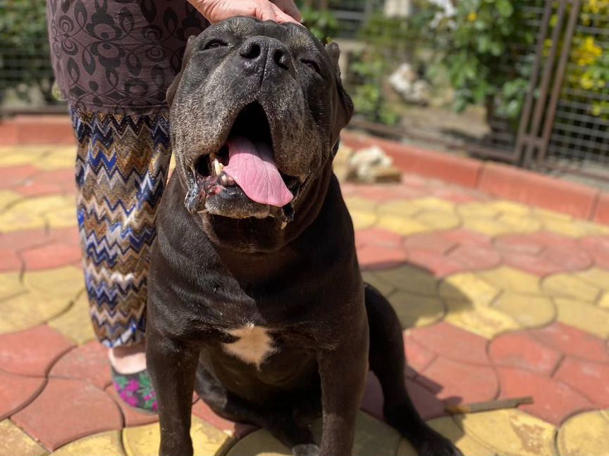 Охранник кане-корсо в добрые руки