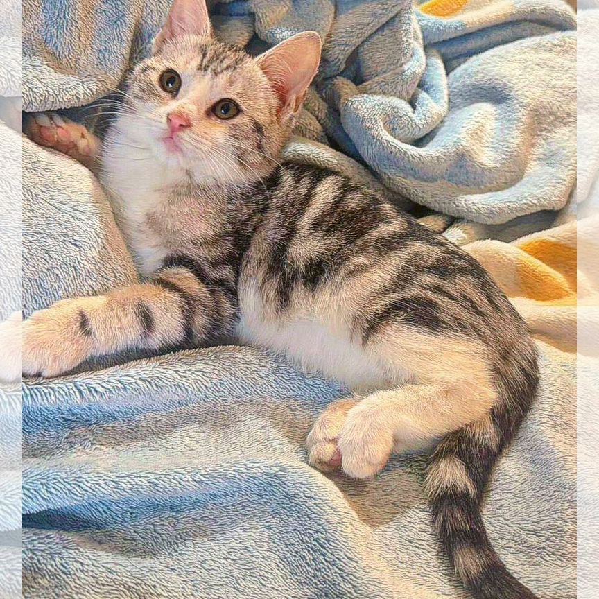 Котёнок в добрые руки