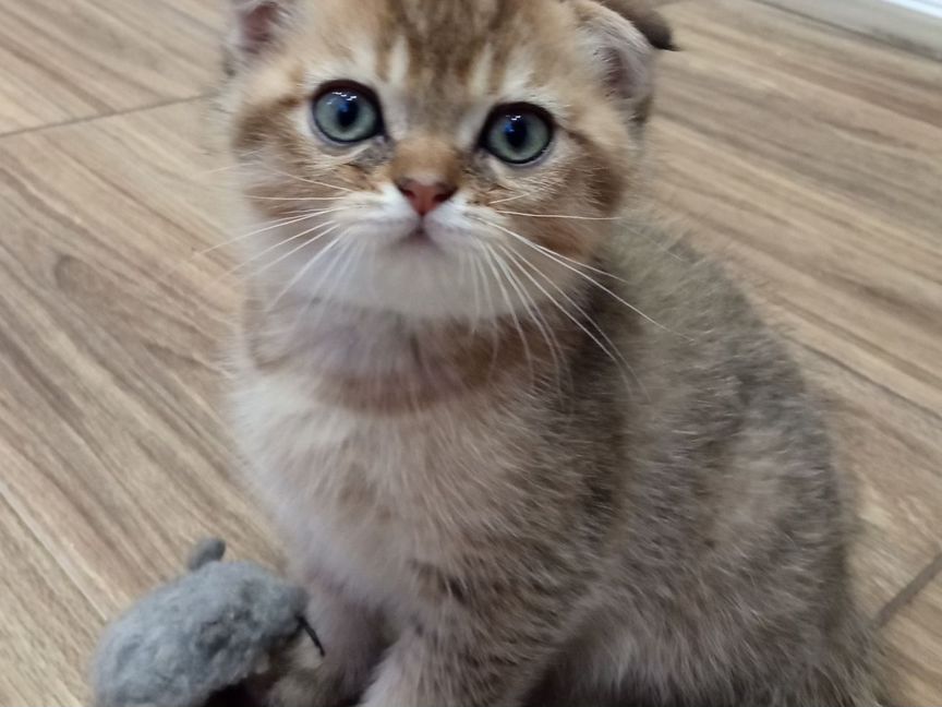 Шотландские котята