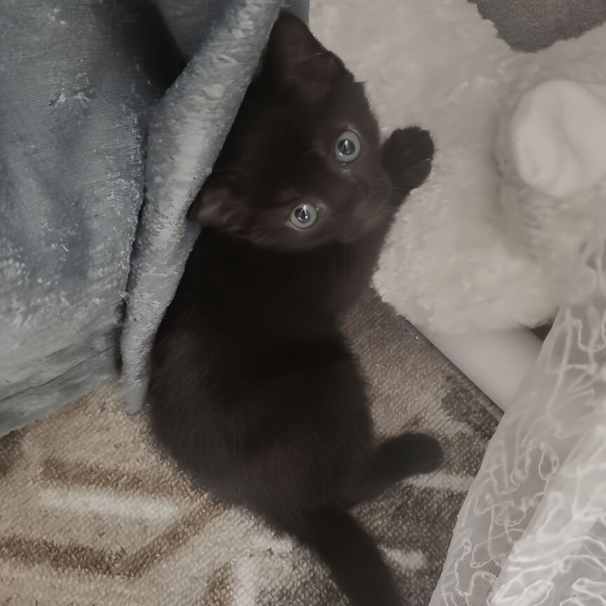 Котёнок в добрые руки