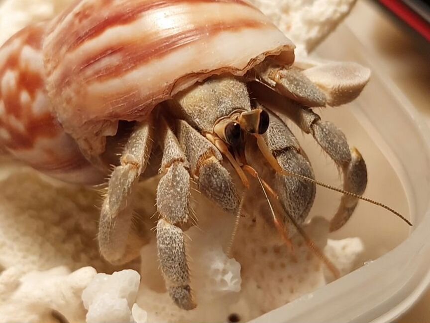 Рак-отшельник сухопутный малый