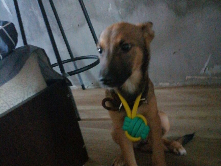 Собака в добрые руки