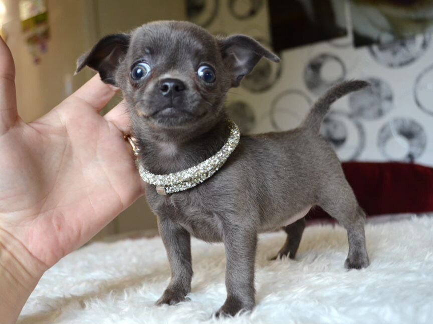 Девочка крошка