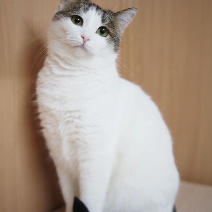 Аришка в добрые руки