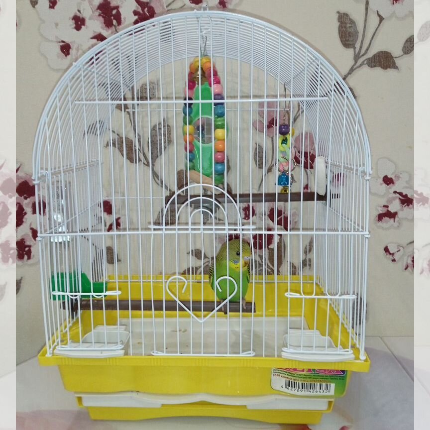 Попугай волнистый птенец мальчик с клеткой