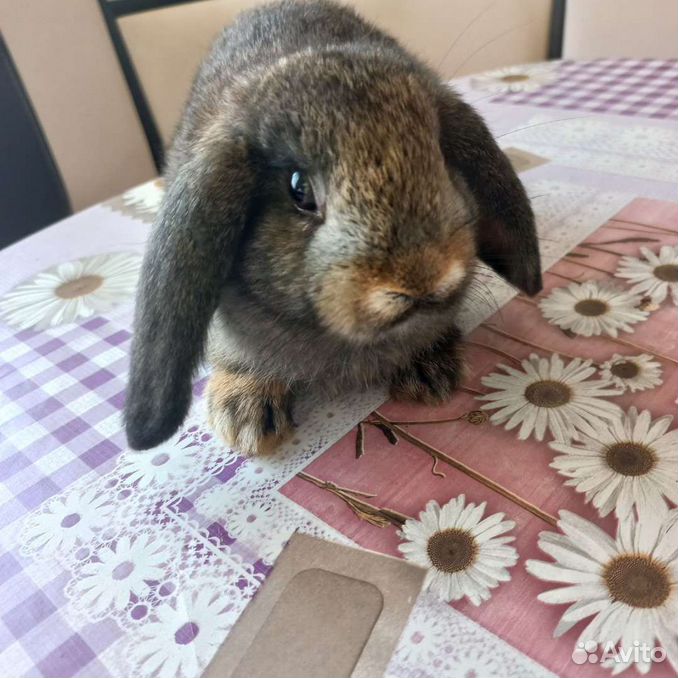 Декоративный маленький крольченок