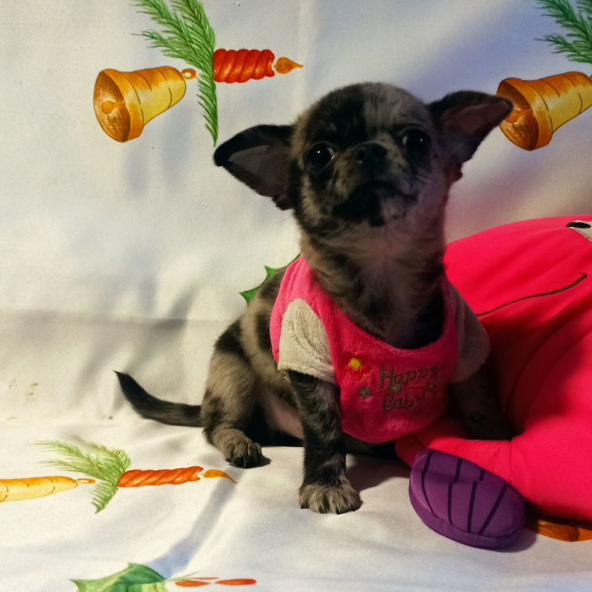 Маленький проказник