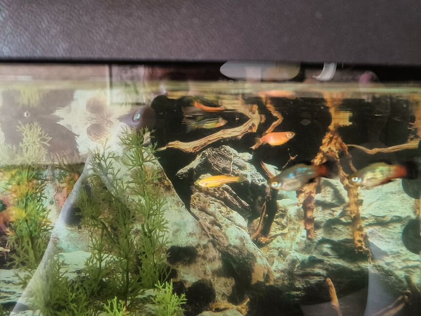 Данио и сомики