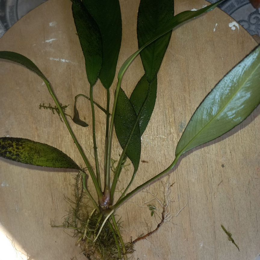 Аквариумные растения анубиас