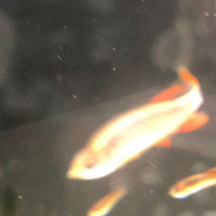 Рыба микро расбор галактика