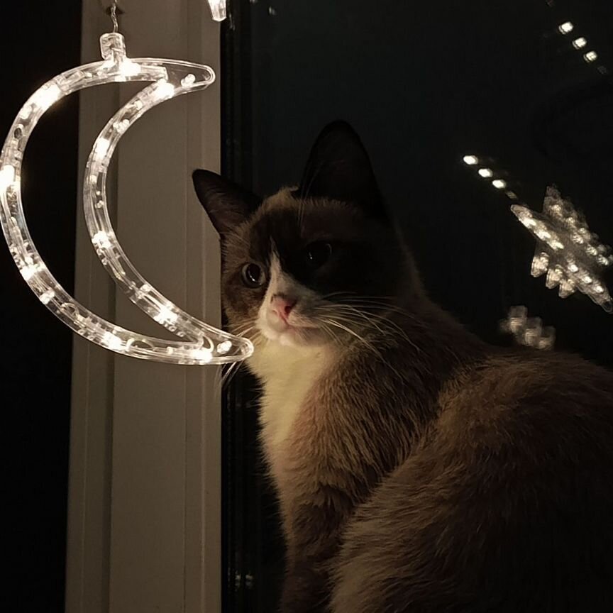 Балдежный Котик