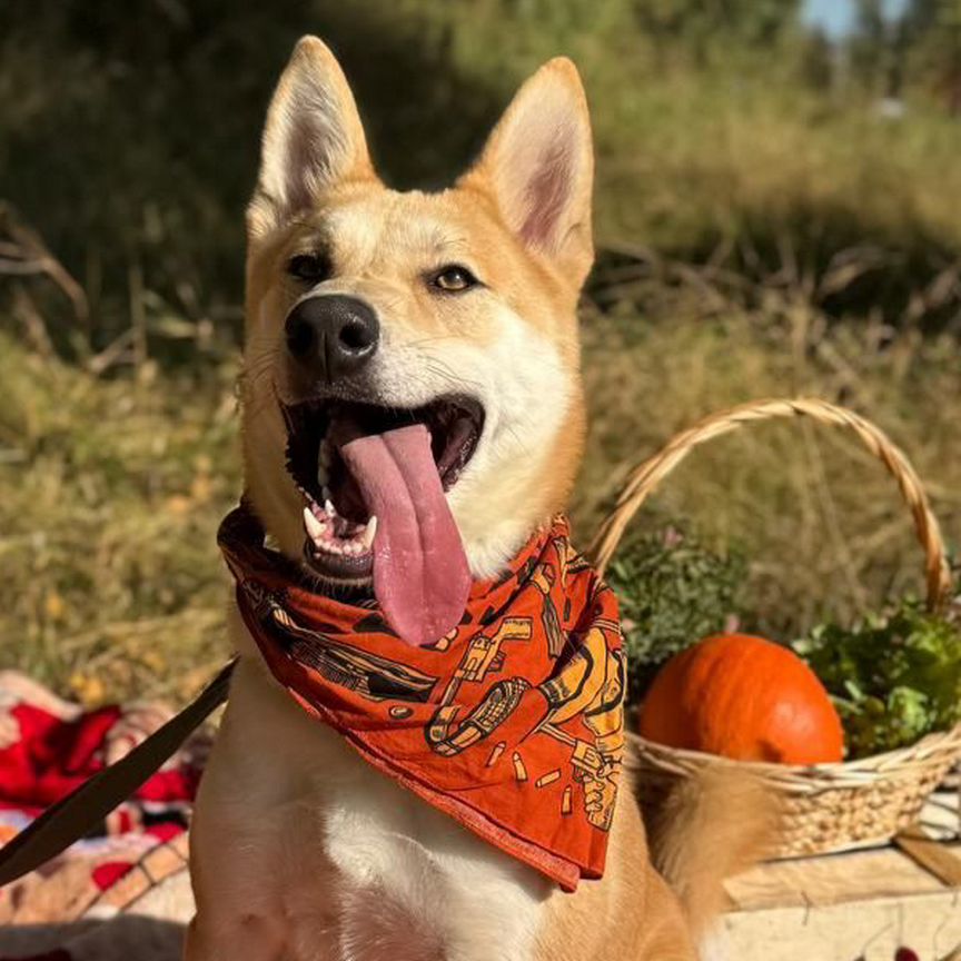 Взрослый пёс в добрые руки