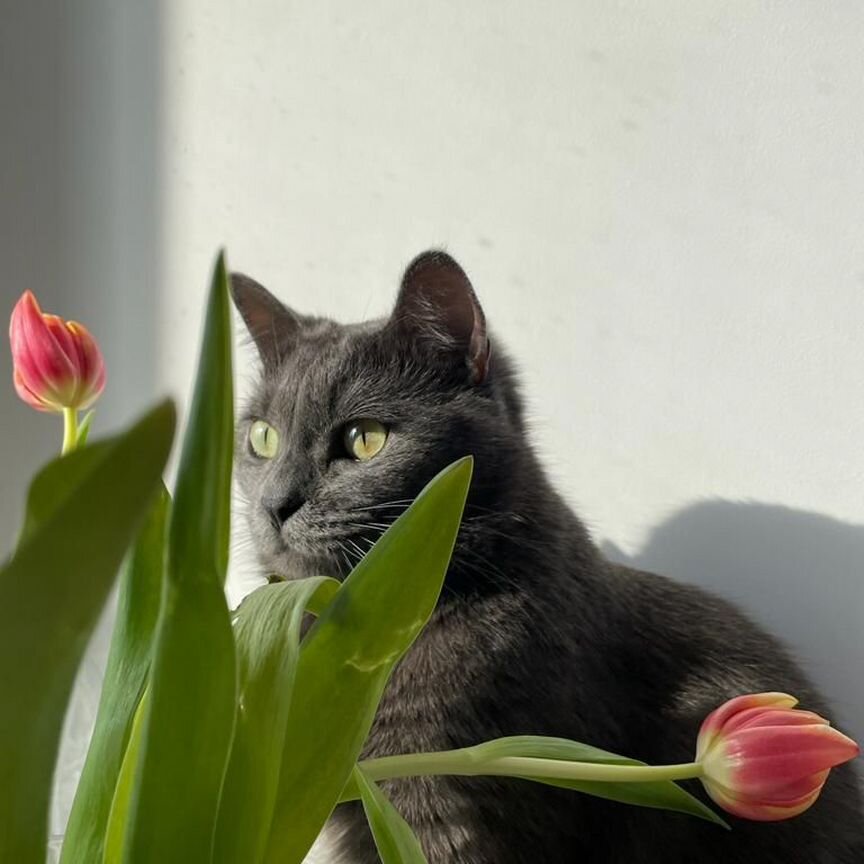 Отдам кота в заботливые руки