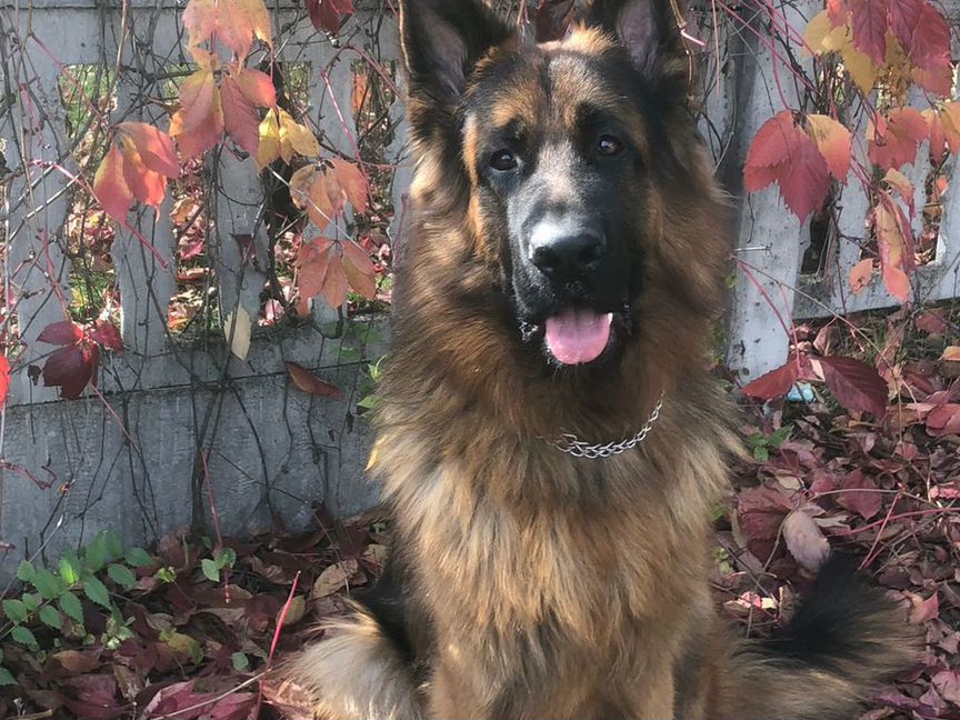 Кобель вязка немецкая овчарка