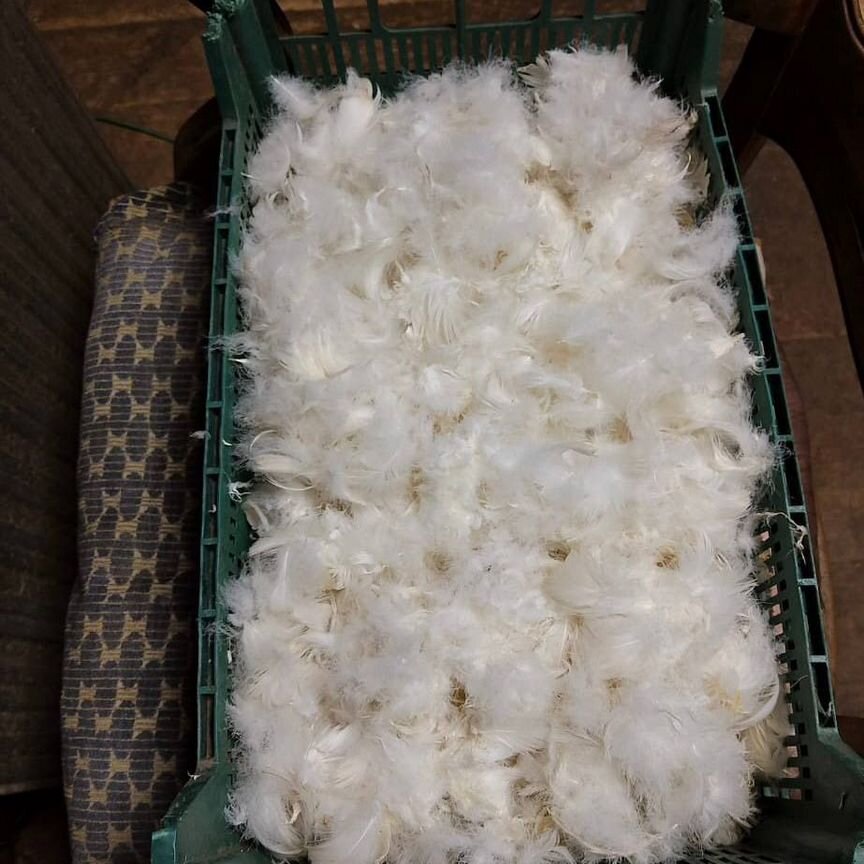 Пух гусиный