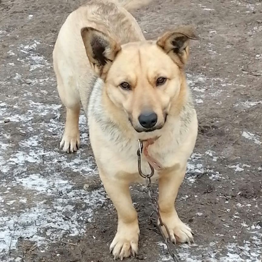 Кобель ищет дом